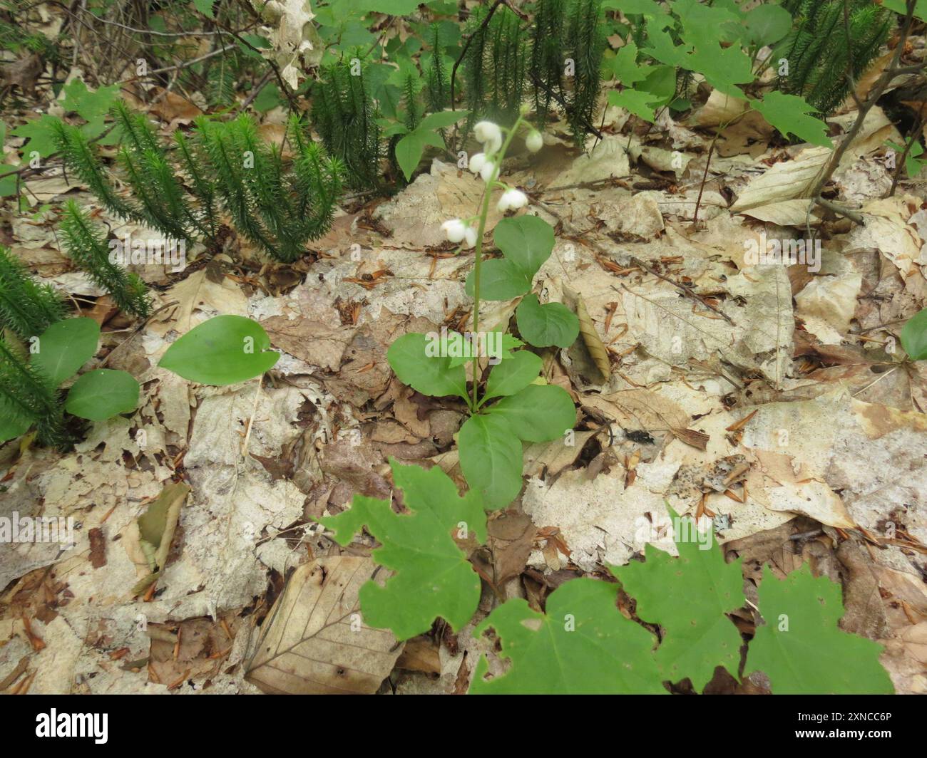 shinleaf (Pyrola elliptica) Plantae Stock Photo - Alamy