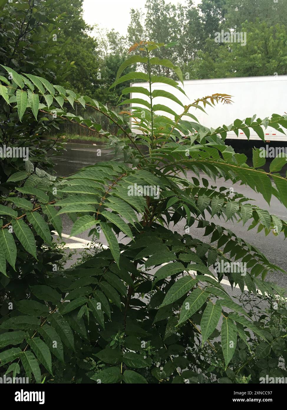 tree-of-heaven (Ailanthus altissima) Plantae Stock Photo - Alamy