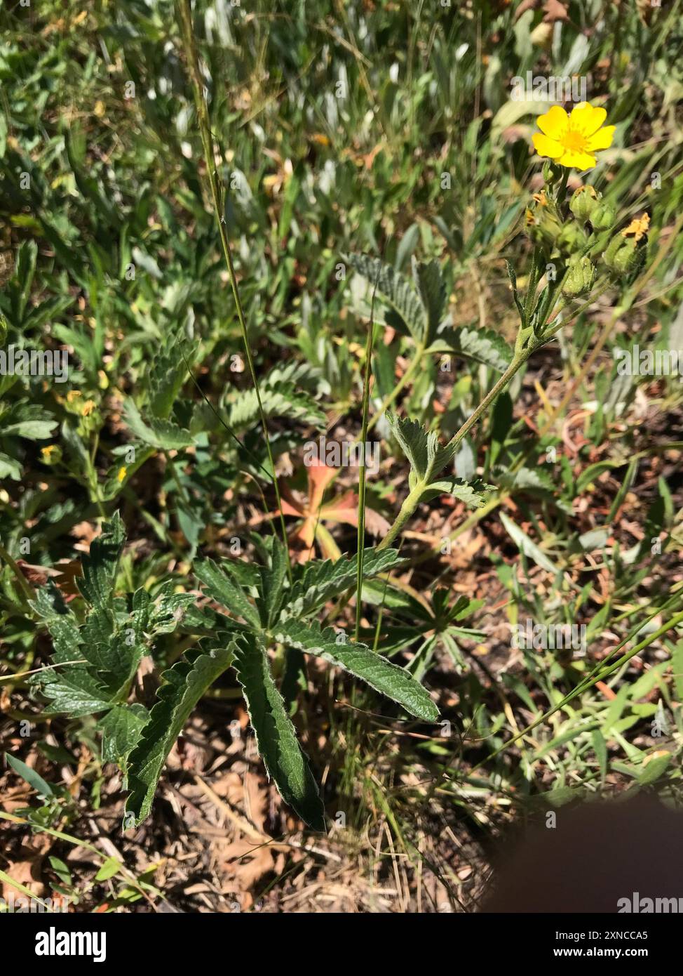 slender cinquefoil (Potentilla gracilis) Plantae Stock Photo - Alamy