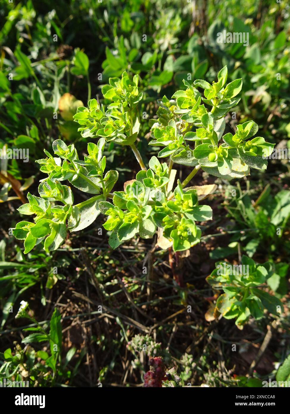 Sun spurge (Euphorbia helioscopia) Plantae Stock Photo - Alamy