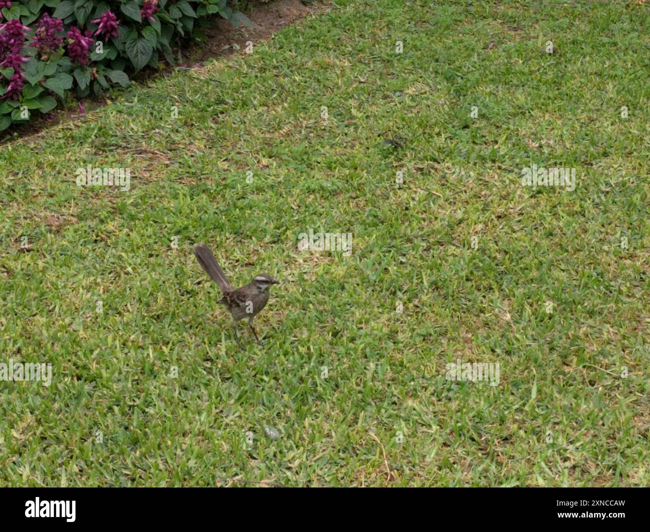 Long-tailed Mockingbird (Mimus longicaudatus) Aves Stock Photo - Alamy