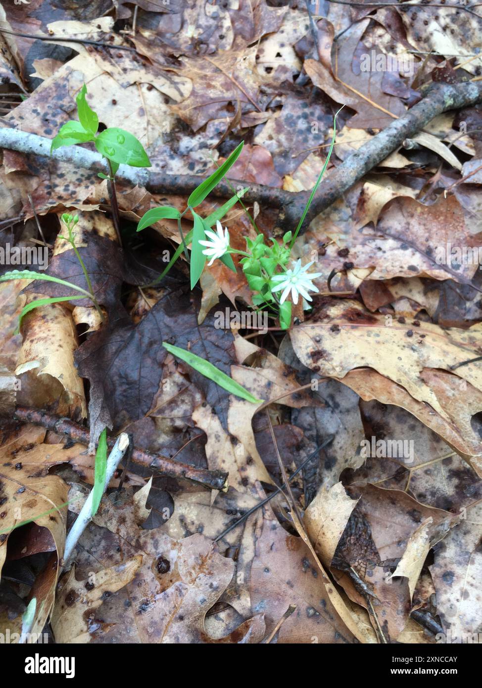 star chickweed (Stellaria pubera) Plantae Stock Photo - Alamy