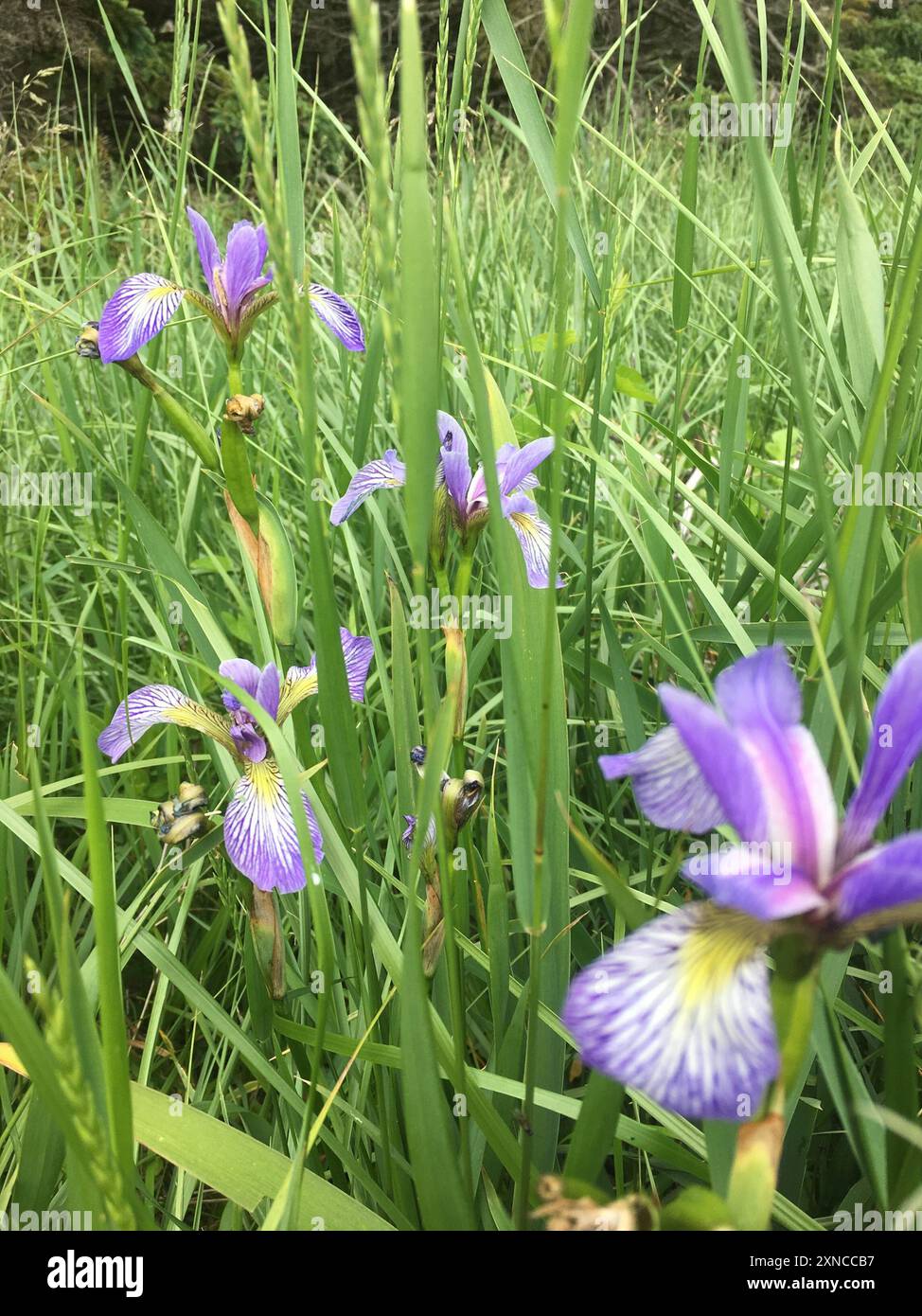 northern blue flag (Iris versicolor) Plantae Stock Photo - Alamy