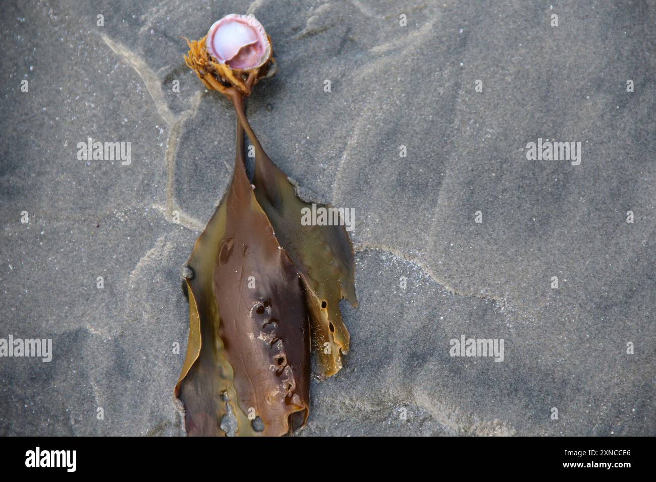 Common Atlantic Slippersnail (Crepidula fornicata) Mollusca Stock Photo ...