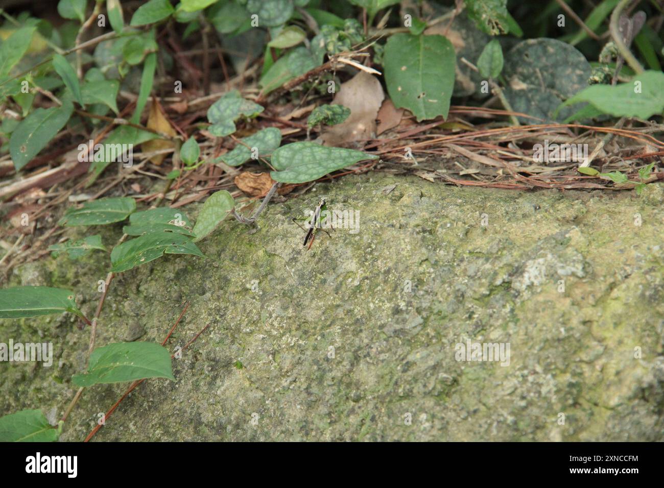 Conocephalus melaenus hi-res stock photography and images - Alamy