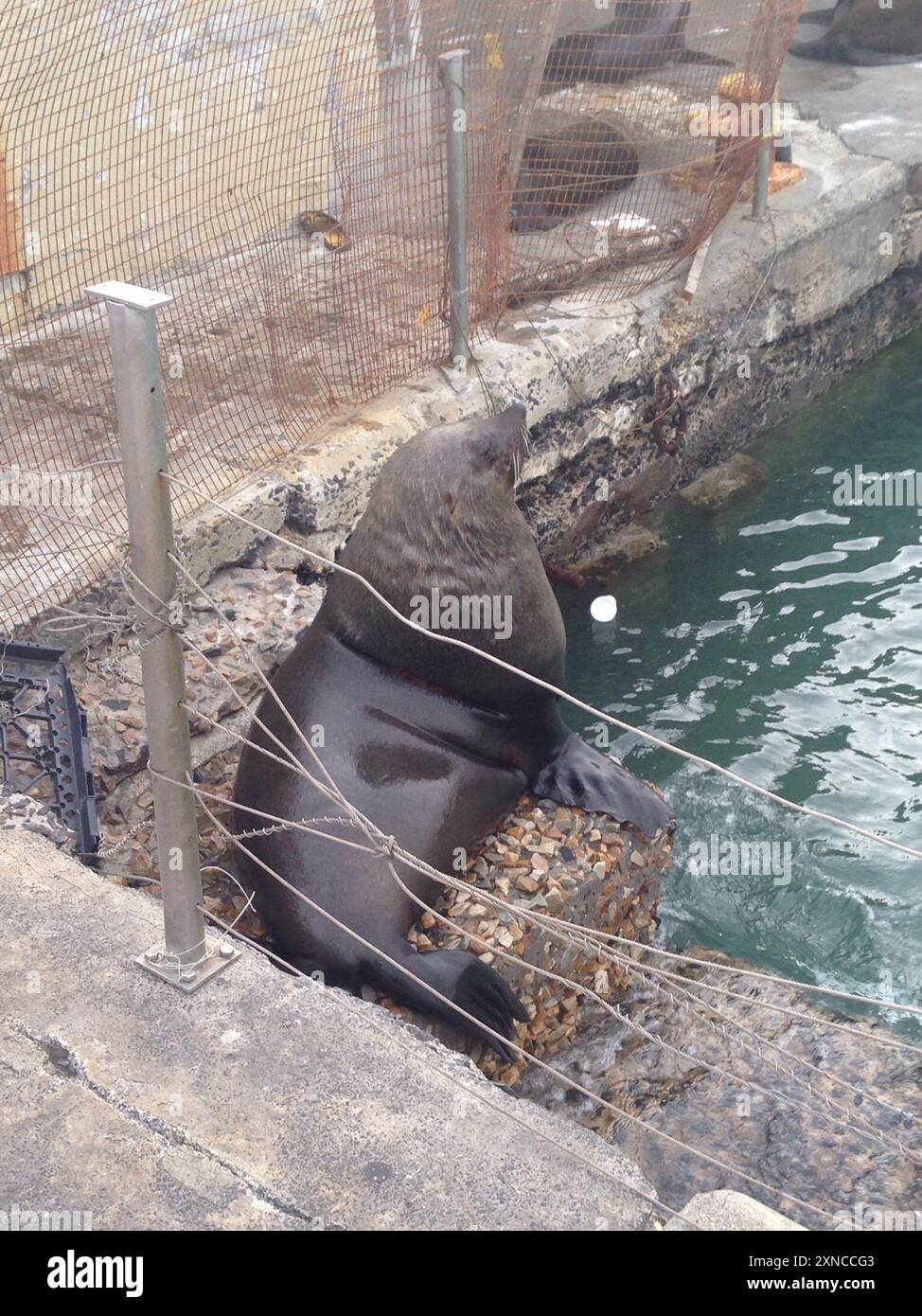 Cape Fur Seal (Arctocephalus pusillus pusillus) Mammalia Stock Photo ...
