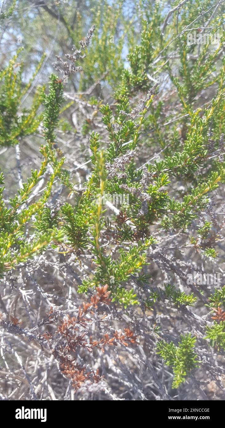 chamise (Adenostoma fasciculatum) Plantae Stock Photo - Alamy