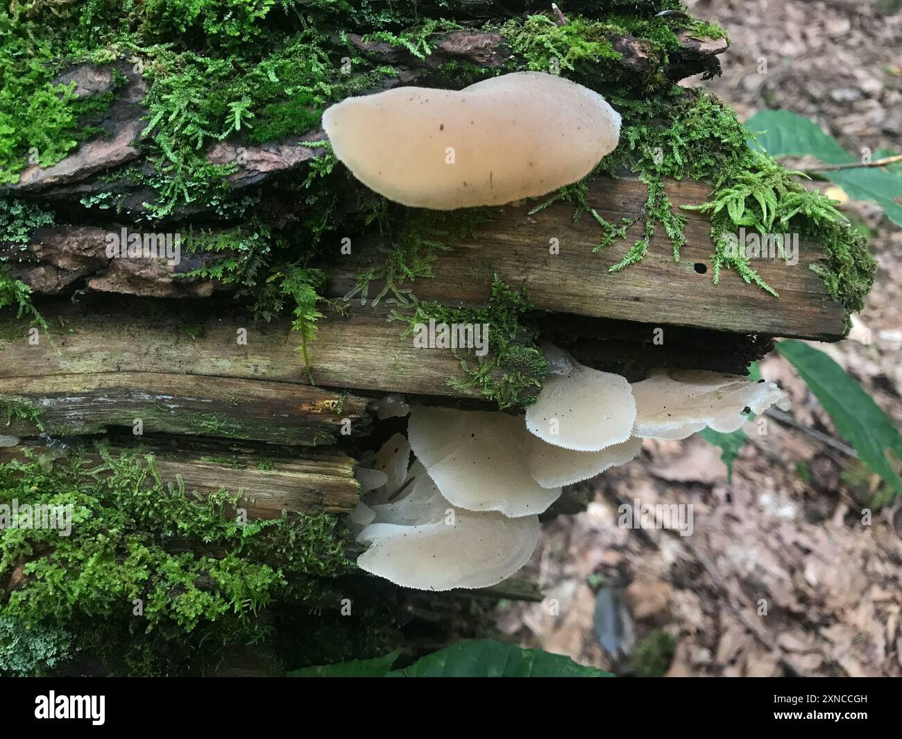 Toothed Jelly Fungus (Pseudohydnum gelatinosum) Fungi Stock Photo - Alamy