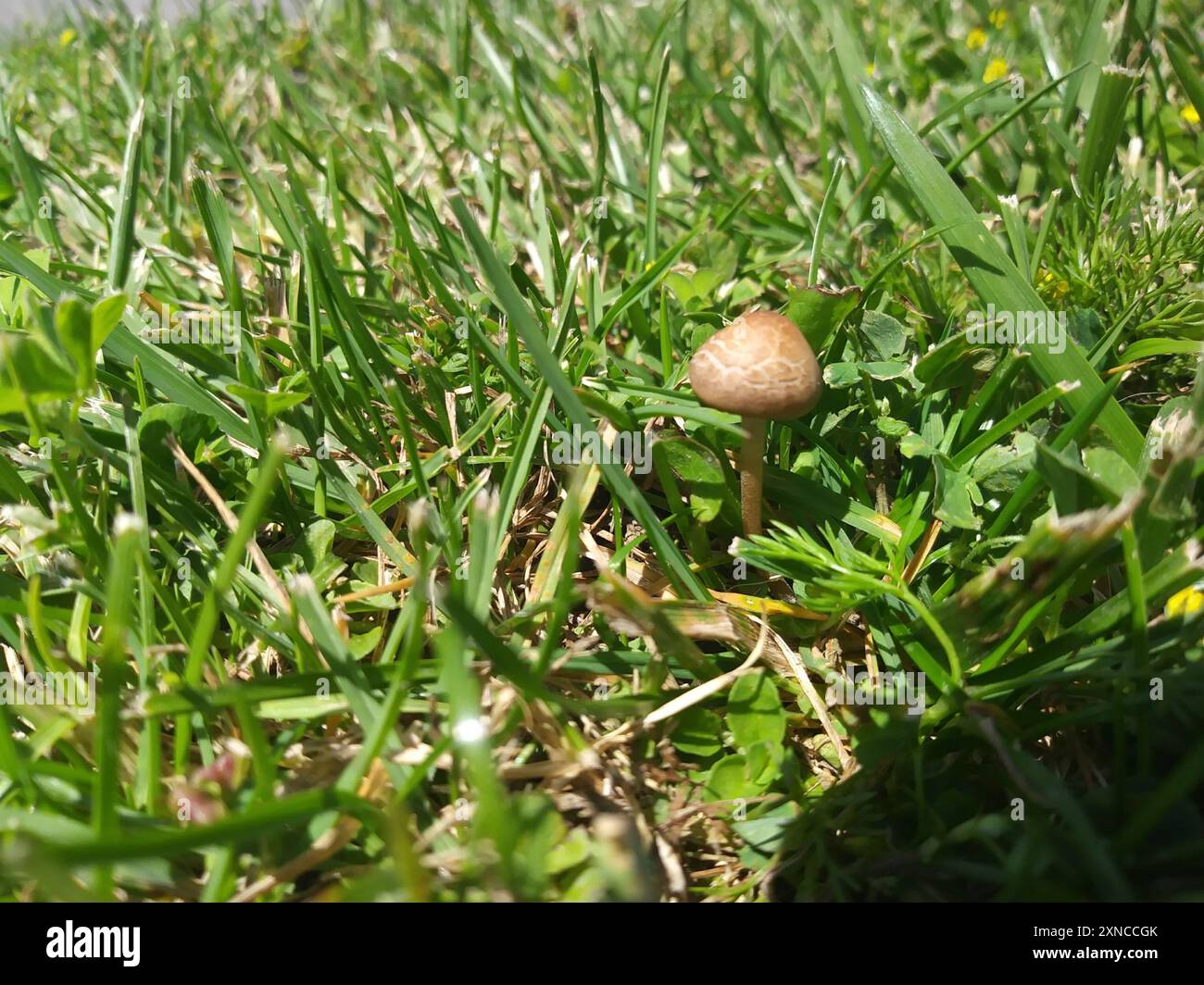 Common Fieldcap (Agrocybe pediades) Fungi Stock Photo - Alamy