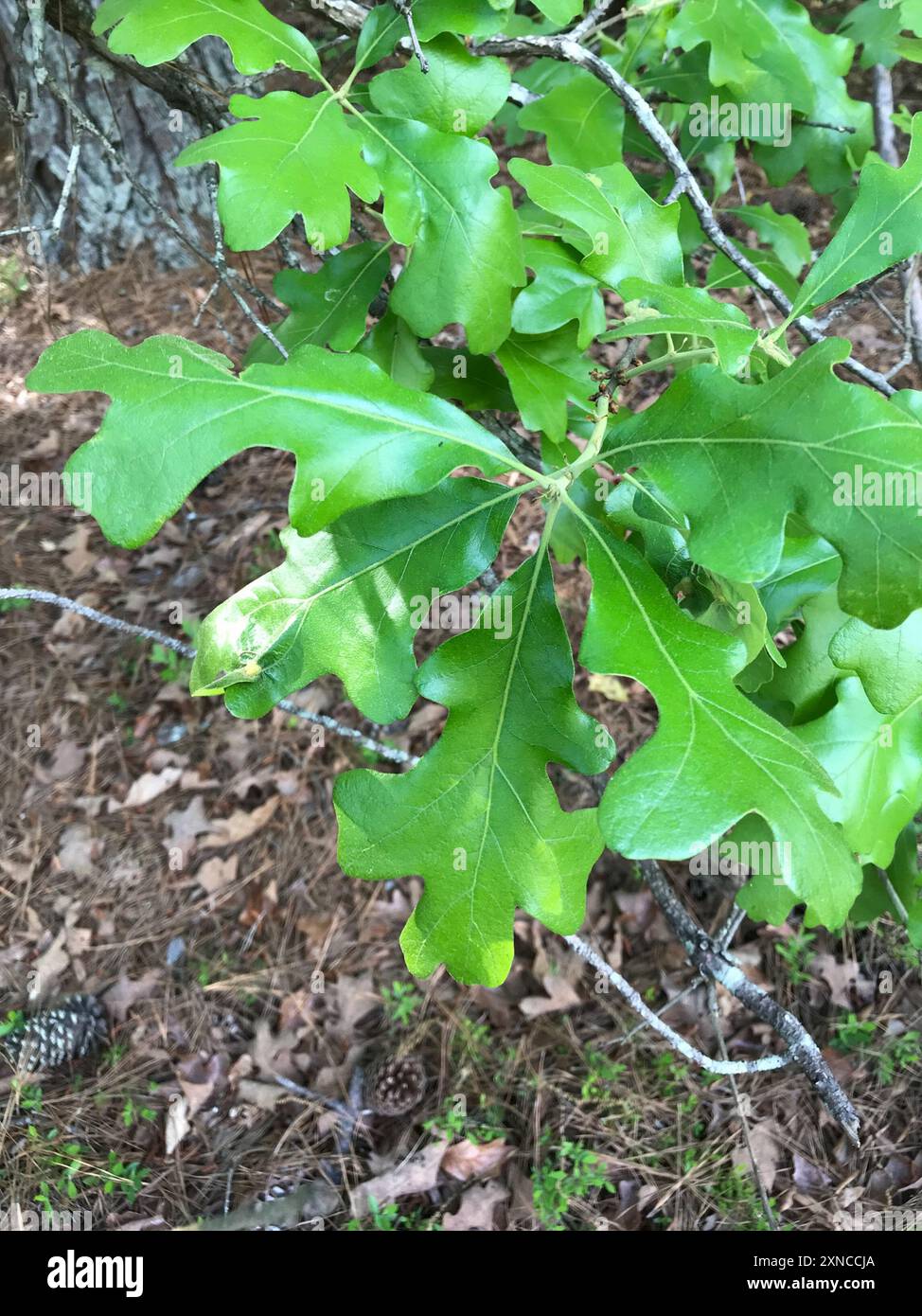 post oak (Quercus stellata) Plantae Stock Photo - Alamy