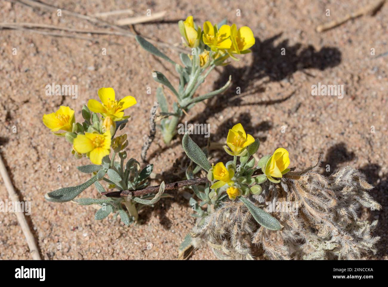 Fendler's bladderpod (Physaria fendleri) Plantae Stock Photo - Alamy