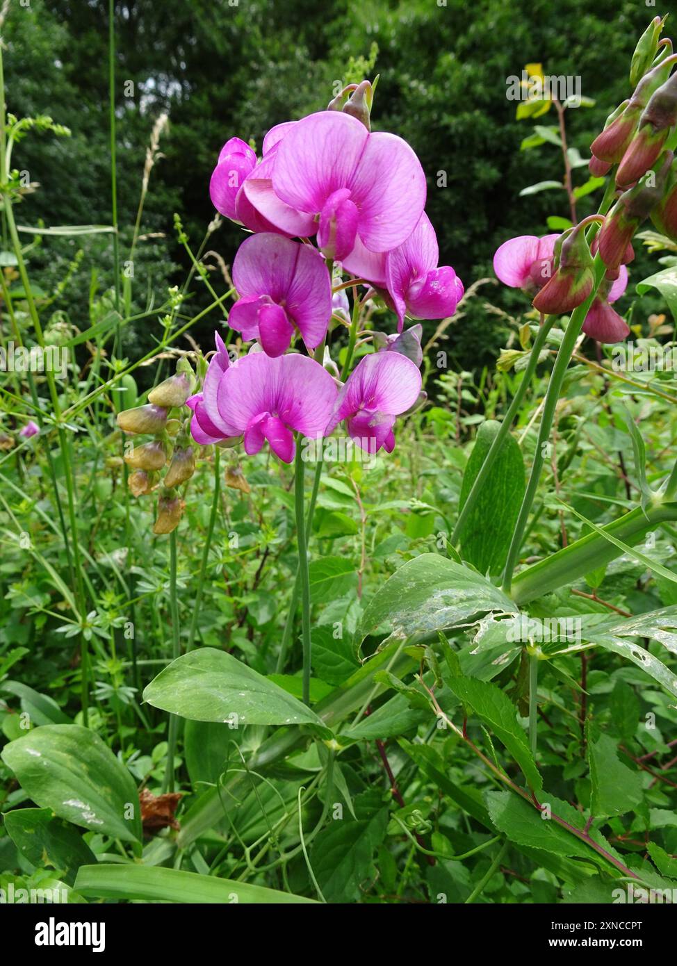 broad-leaved sweet pea (Lathyrus latifolius) Plantae Stock Photo - Alamy
