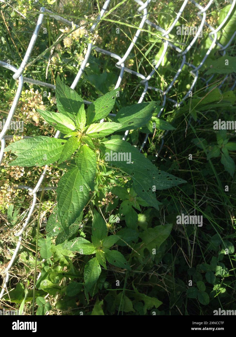 three-seeded mercuries (Acalypha) Plantae Stock Photo - Alamy