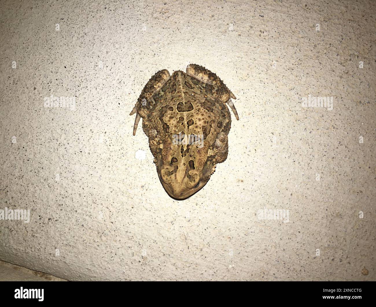 North American Toads (Anaxyrus) Amphibia Stock Photo - Alamy