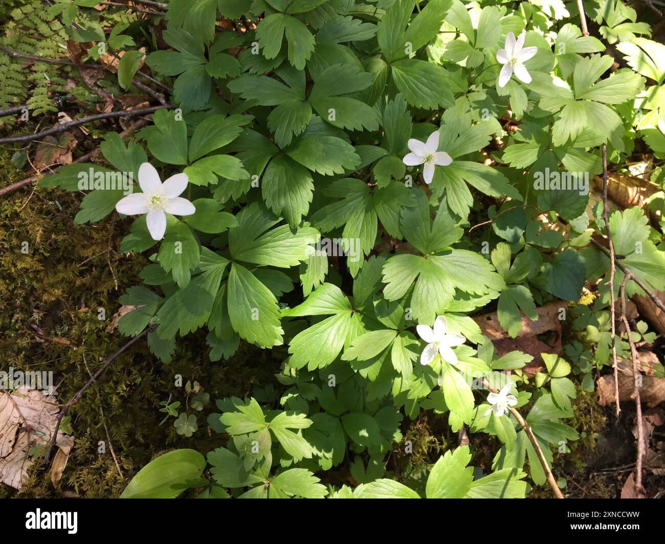 wood anemone (Anemonoides quinquefolia) Plantae Stock Photo - Alamy