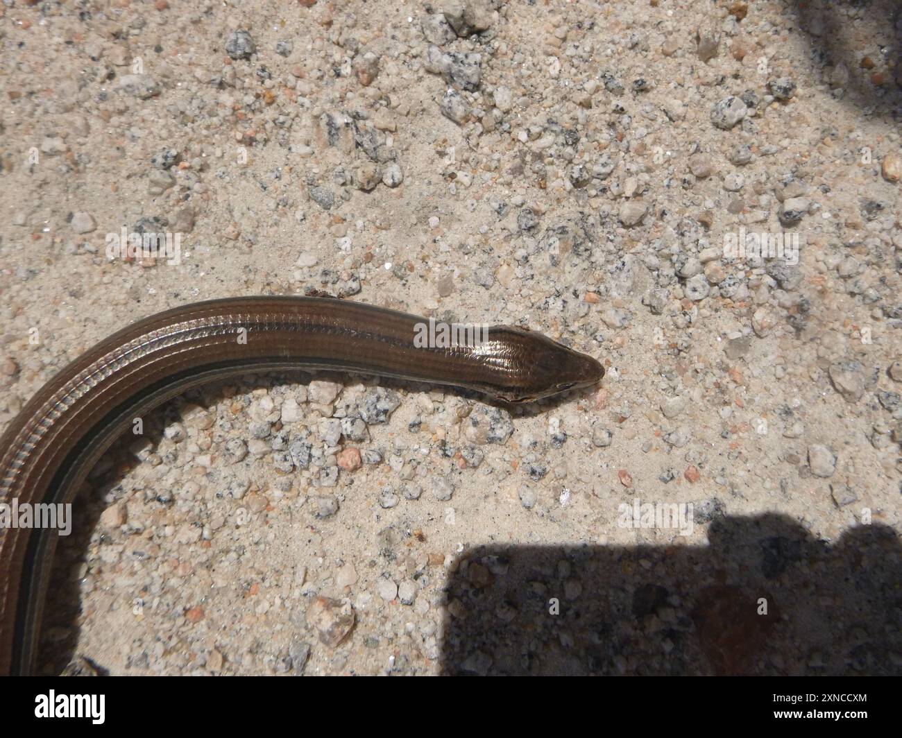 Eastern Slender Glass Lizard (Ophisaurus attenuatus longicaudus ...