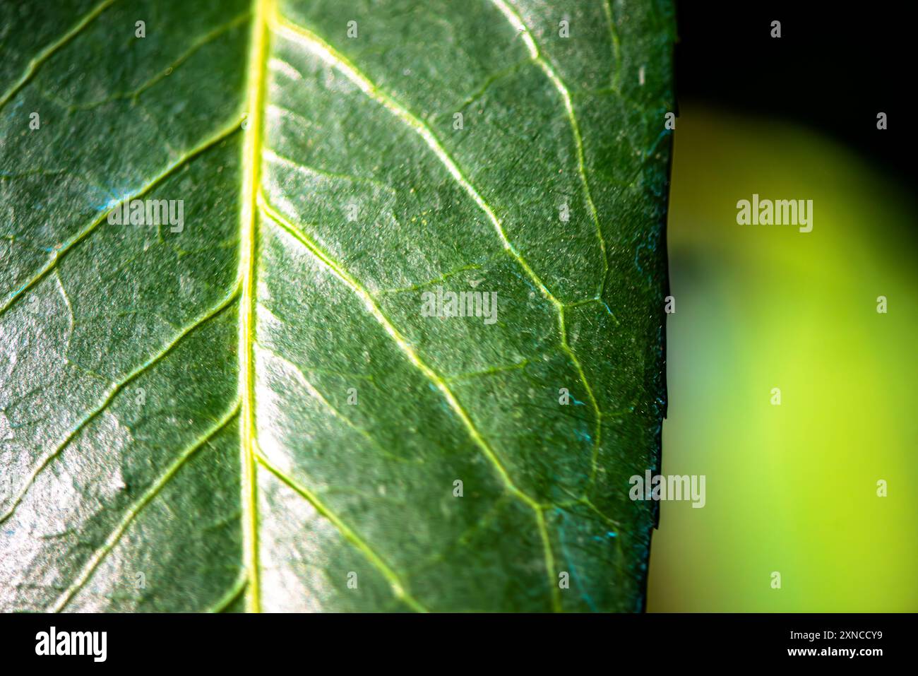 A macro photo showcasing the intricate details and veins of a leaf ...