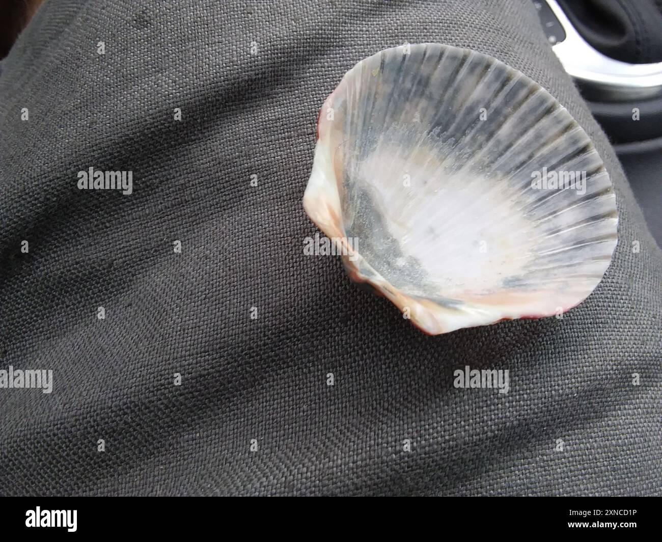 Atlantic Calico Scallop (Argopecten gibbus) Mollusca Stock Photo - Alamy