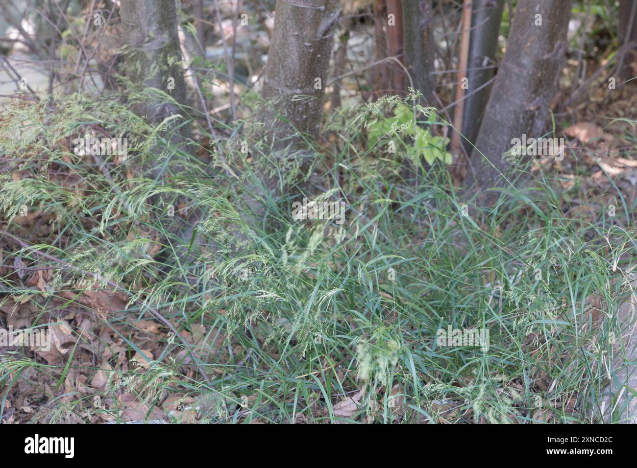 Smilo Grass (Oloptum miliaceum) Plantae Stock Photo - Alamy