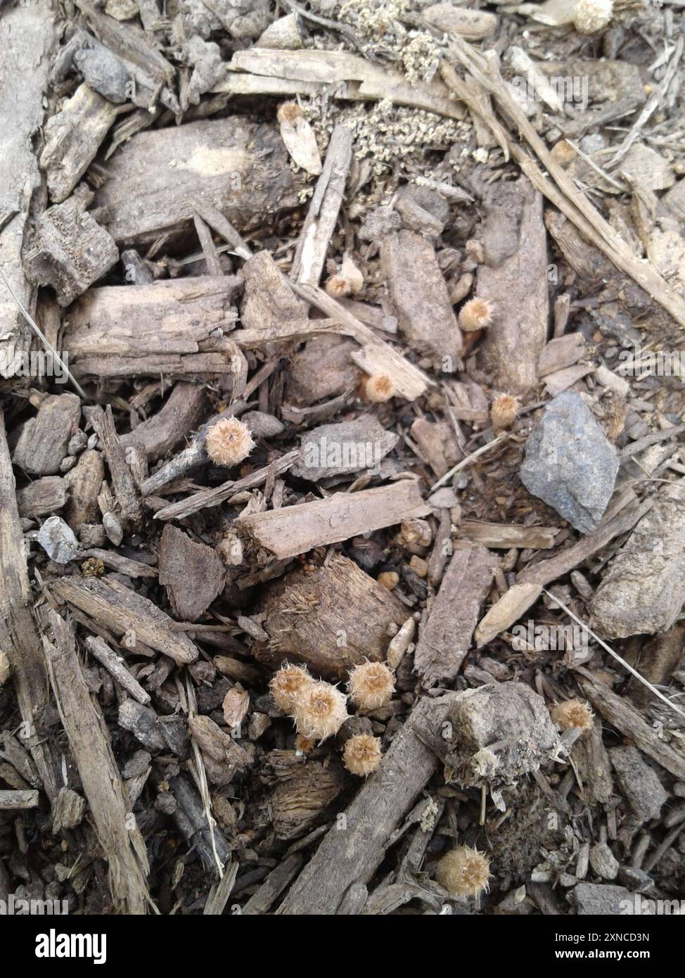 bird's nest fungi (Nidulariaceae) Fungi Stock Photo - Alamy