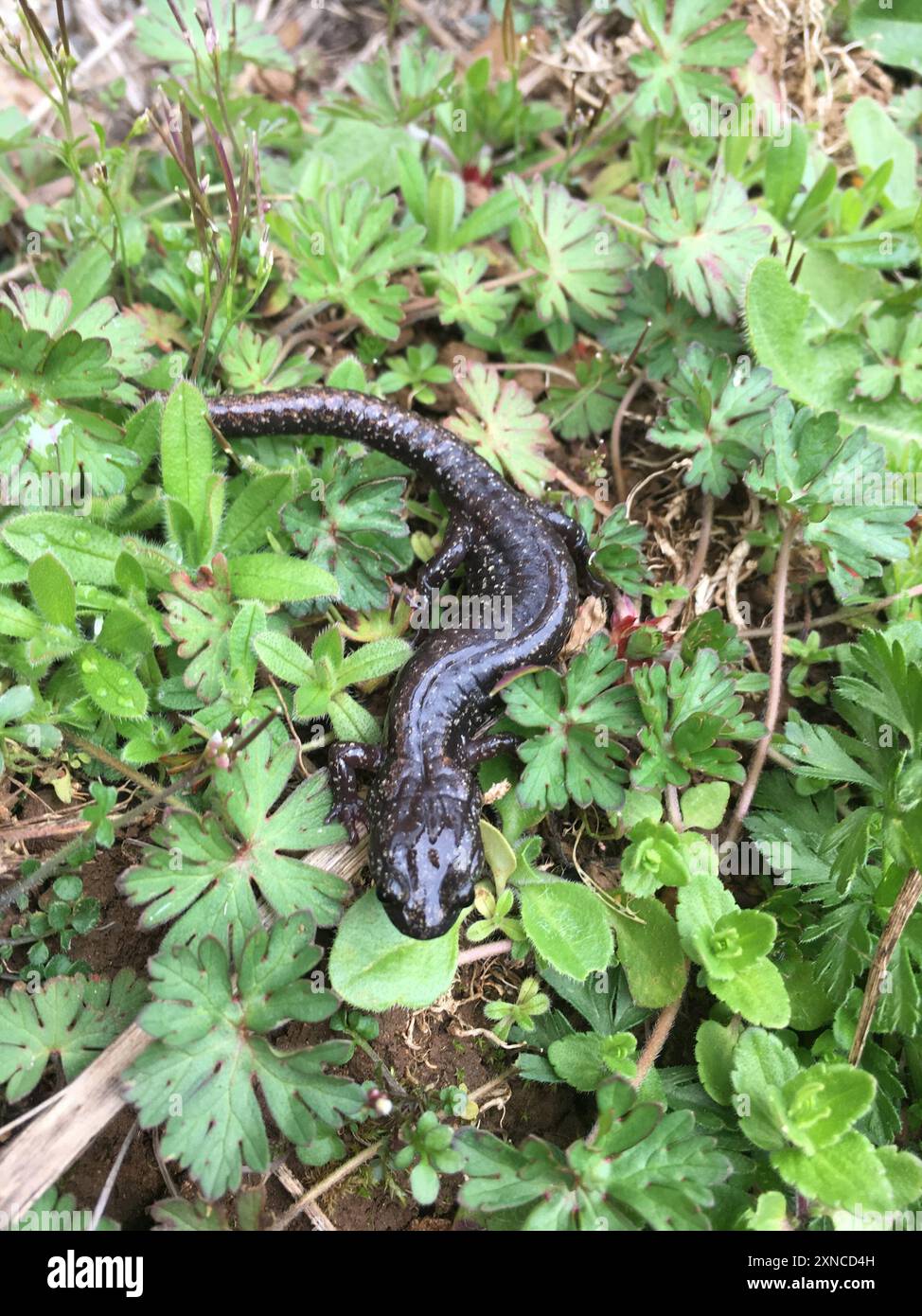 Clouded Salamander (Aneides ferreus) Amphibia Stock Photo - Alamy