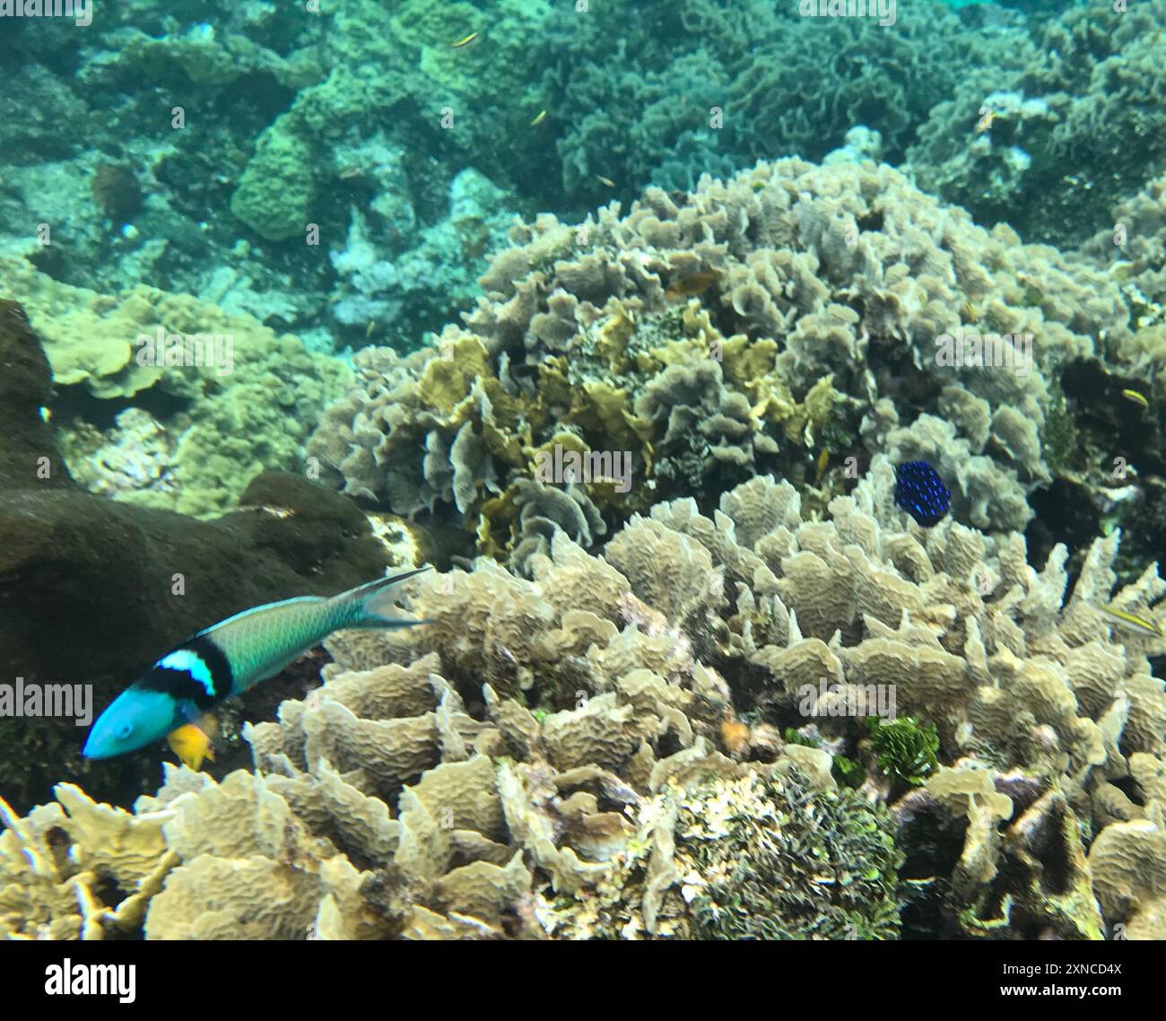 Caribbean Bluehead Wrasse (Thalassoma bifasciatum) Actinopterygii Stock ...