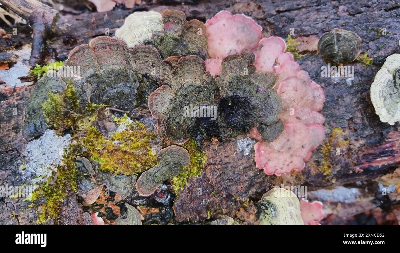 Coral pink merulius hi-res stock photography and images - Alamy