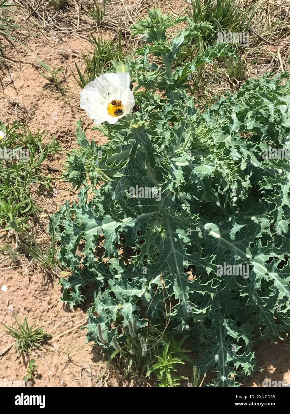 prickly poppies (Argemone) Plantae Stock Photo - Alamy