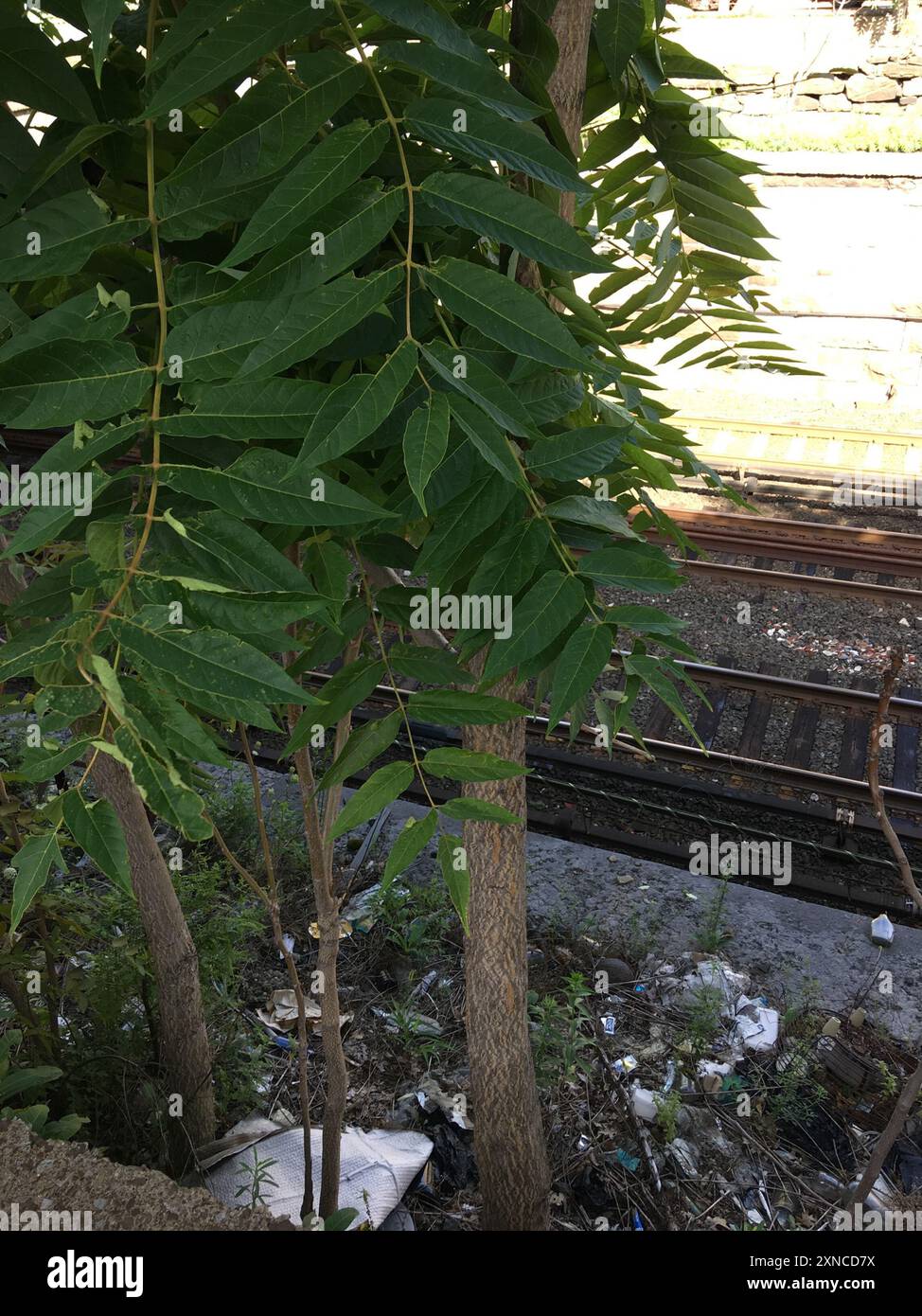 tree-of-heaven (Ailanthus altissima) Plantae Stock Photo - Alamy
