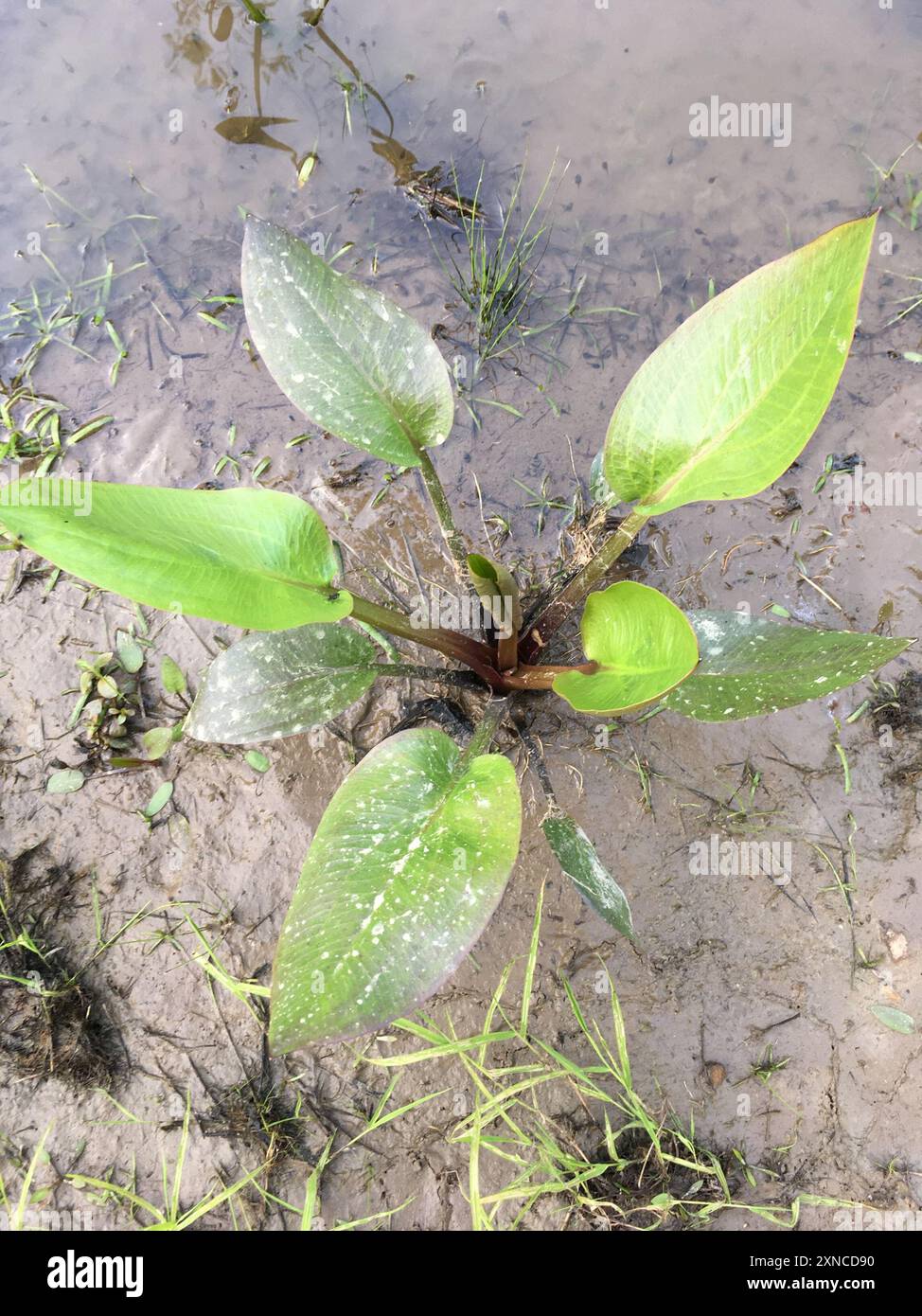 Water-Plantain family (Alismataceae) Plantae Stock Photo - Alamy