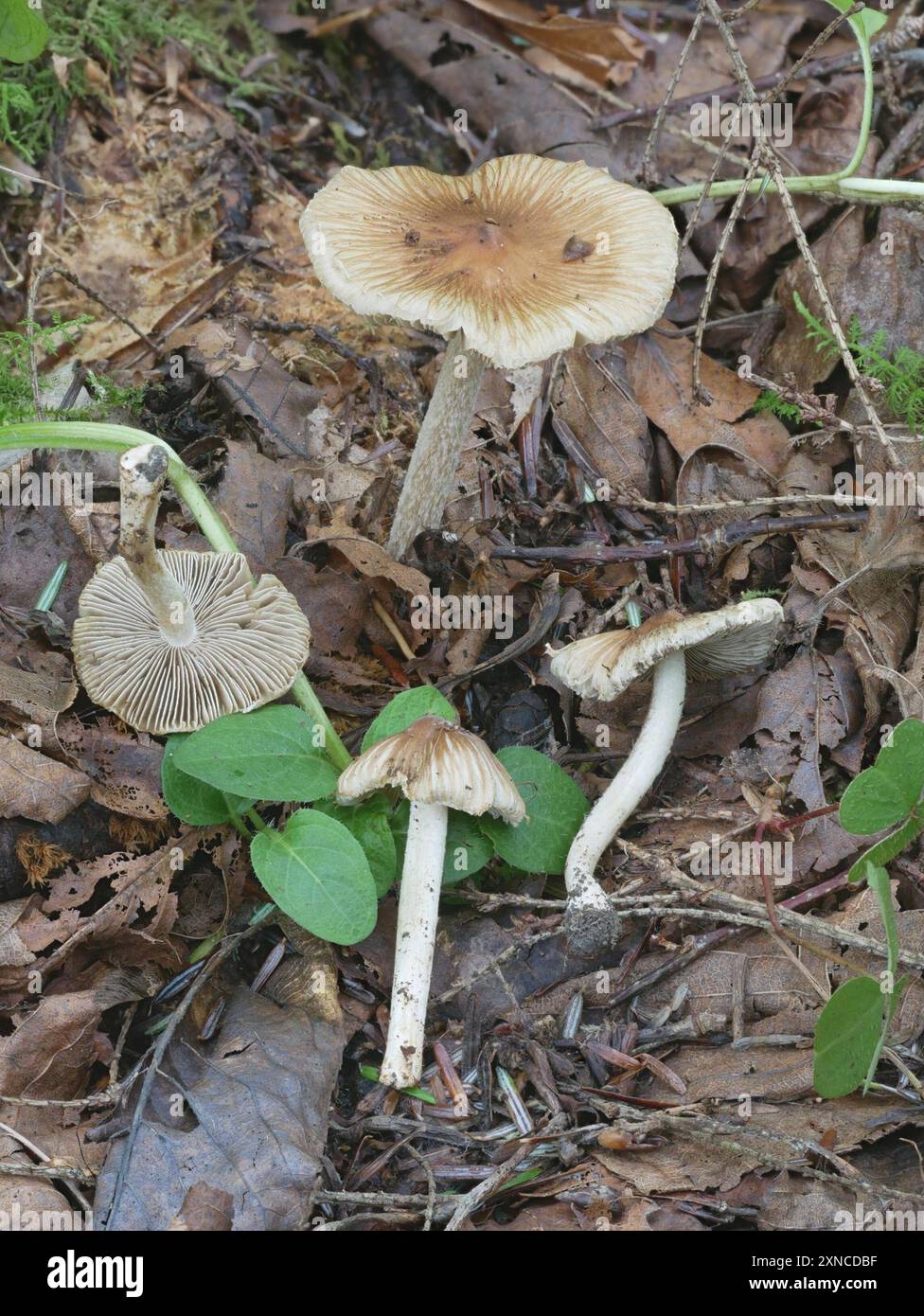 split fibrecap (Pseudosperma rimosum) Fungi Stock Photo - Alamy