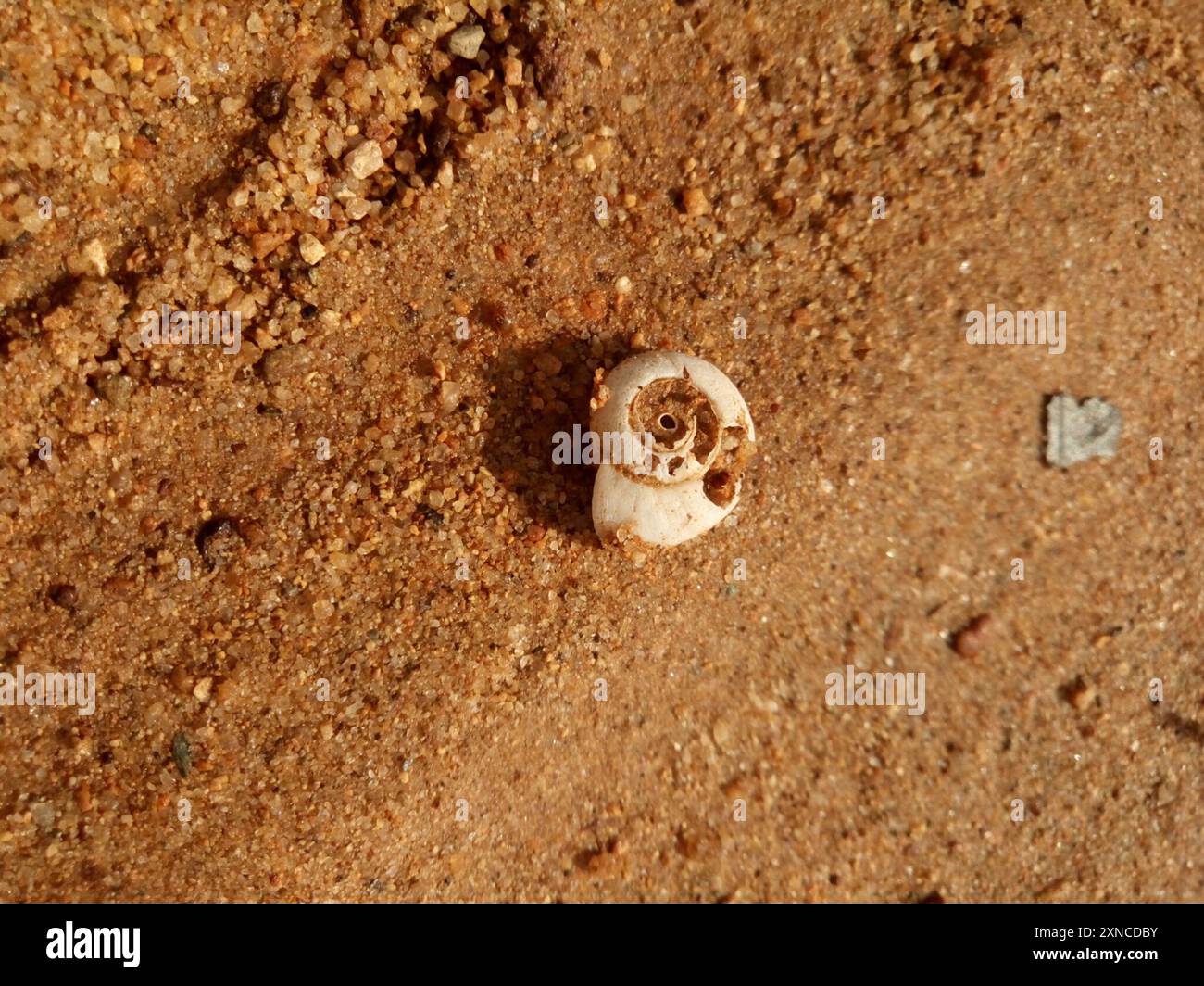 Concavum hi-res stock photography and images - Alamy