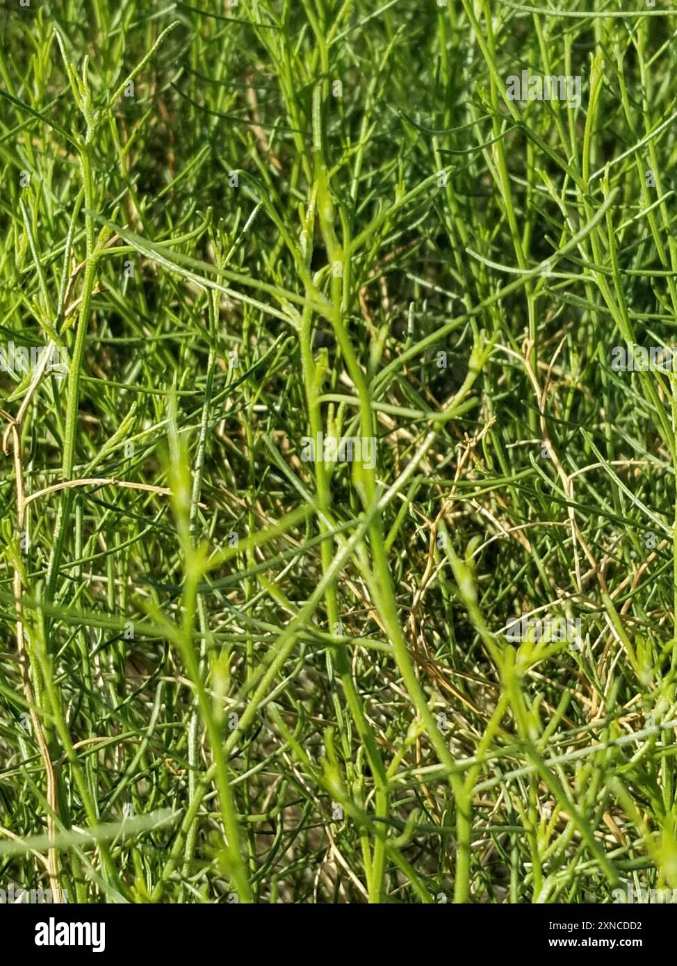 Cheesebush (Ambrosia salsola) Plantae Stock Photo - Alamy
