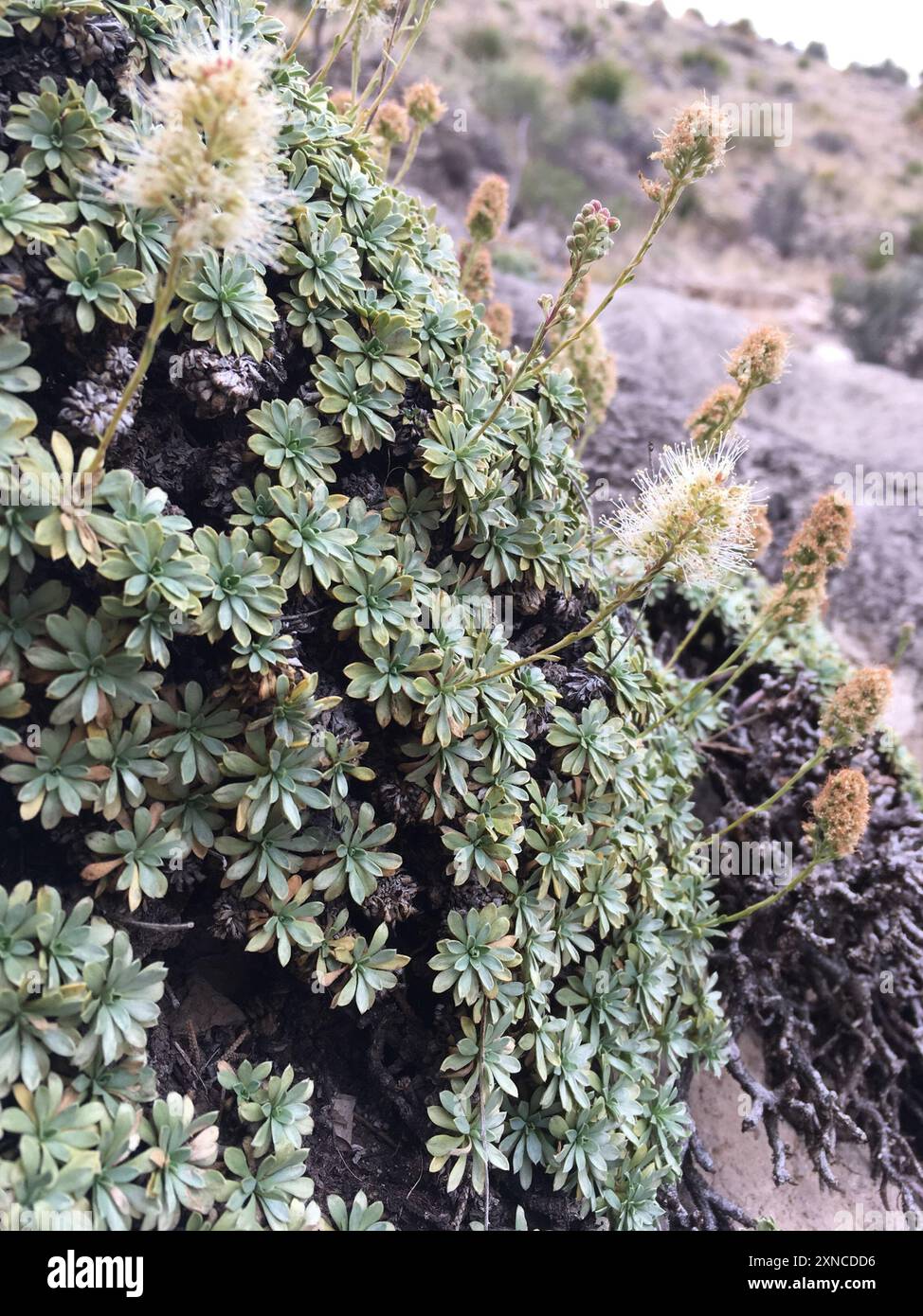 mat rock spiraea (Petrophytum caespitosum) Plantae Stock Photo - Alamy