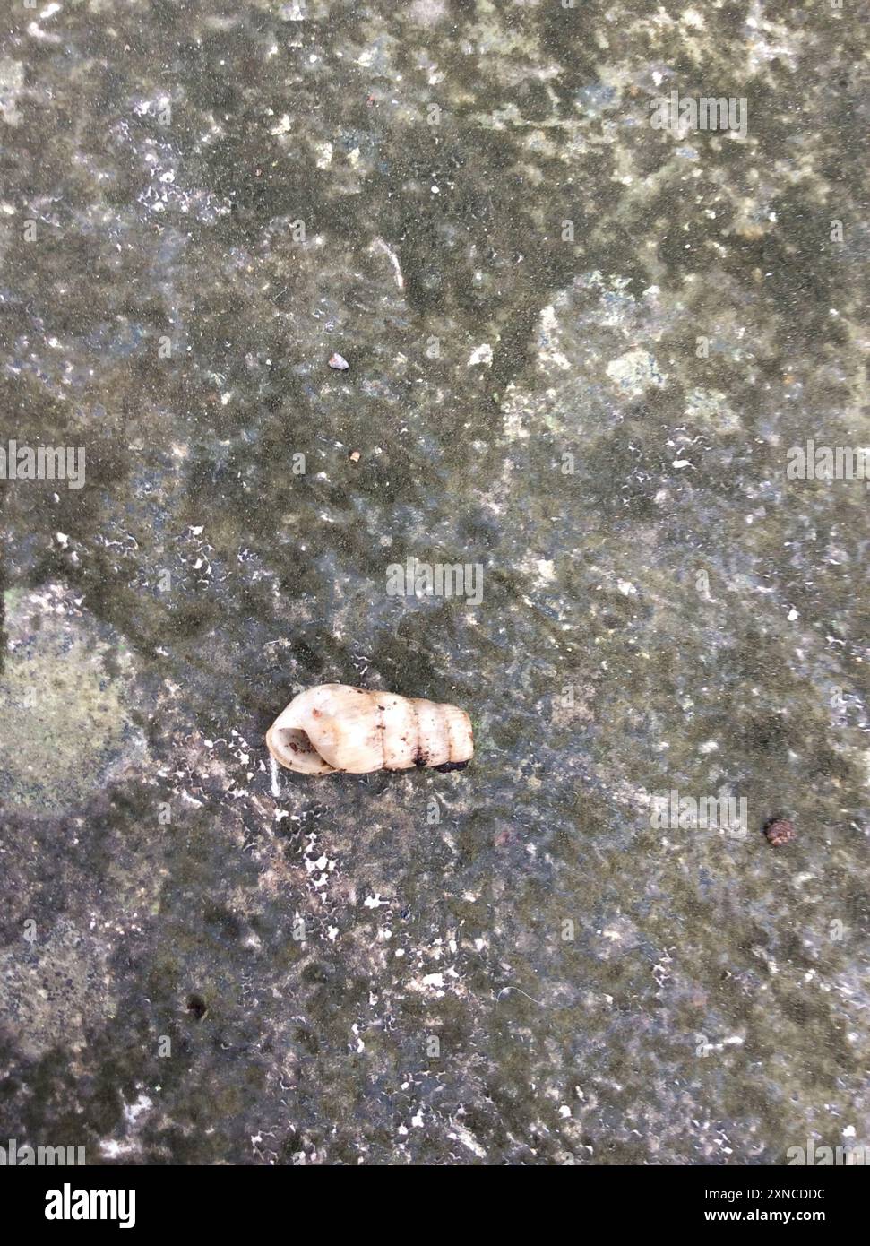 Decollate Snail (Rumina decollata) Mollusca Stock Photo - Alamy
