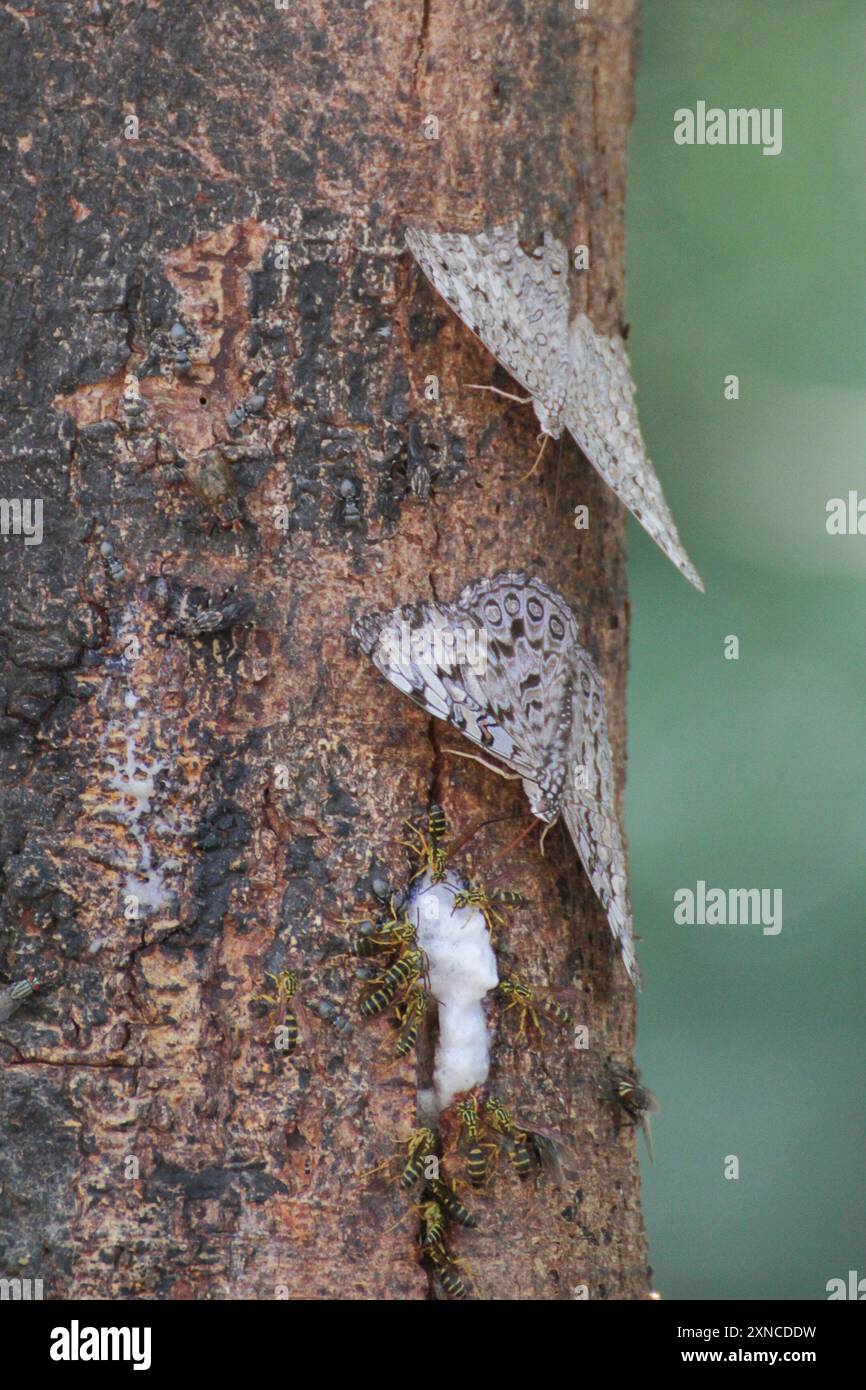 Guatemalan Cracker (Hamadryas guatemalena) Insecta Stock Photo - Alamy