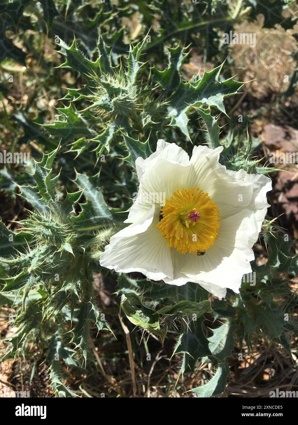 Plantae argemone hi-res stock photography and images - Alamy