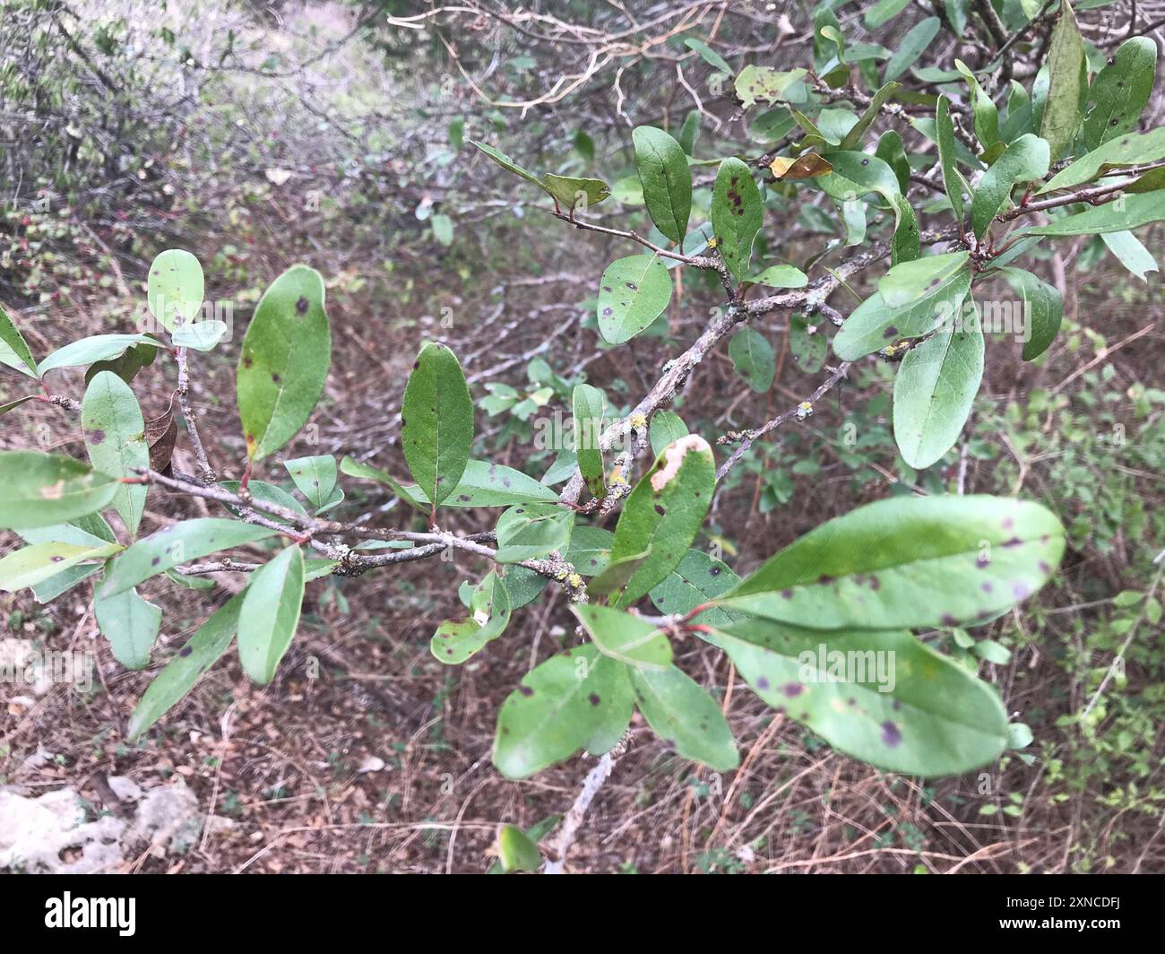 Gum bumelia (Sideroxylon lanuginosum) Plantae Stock Photo - Alamy