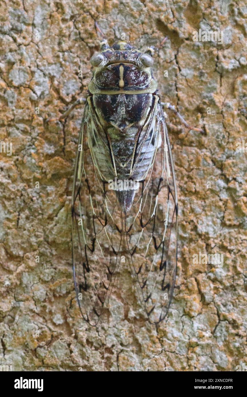 Razor Grinder (Henicopsaltria eydouxii) Insecta Stock Photo - Alamy