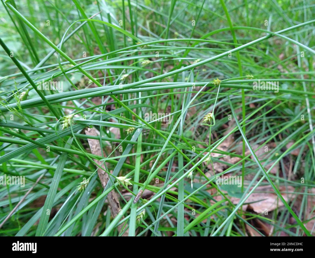 Remote Sedge (Carex remota) Plantae Stock Photo - Alamy