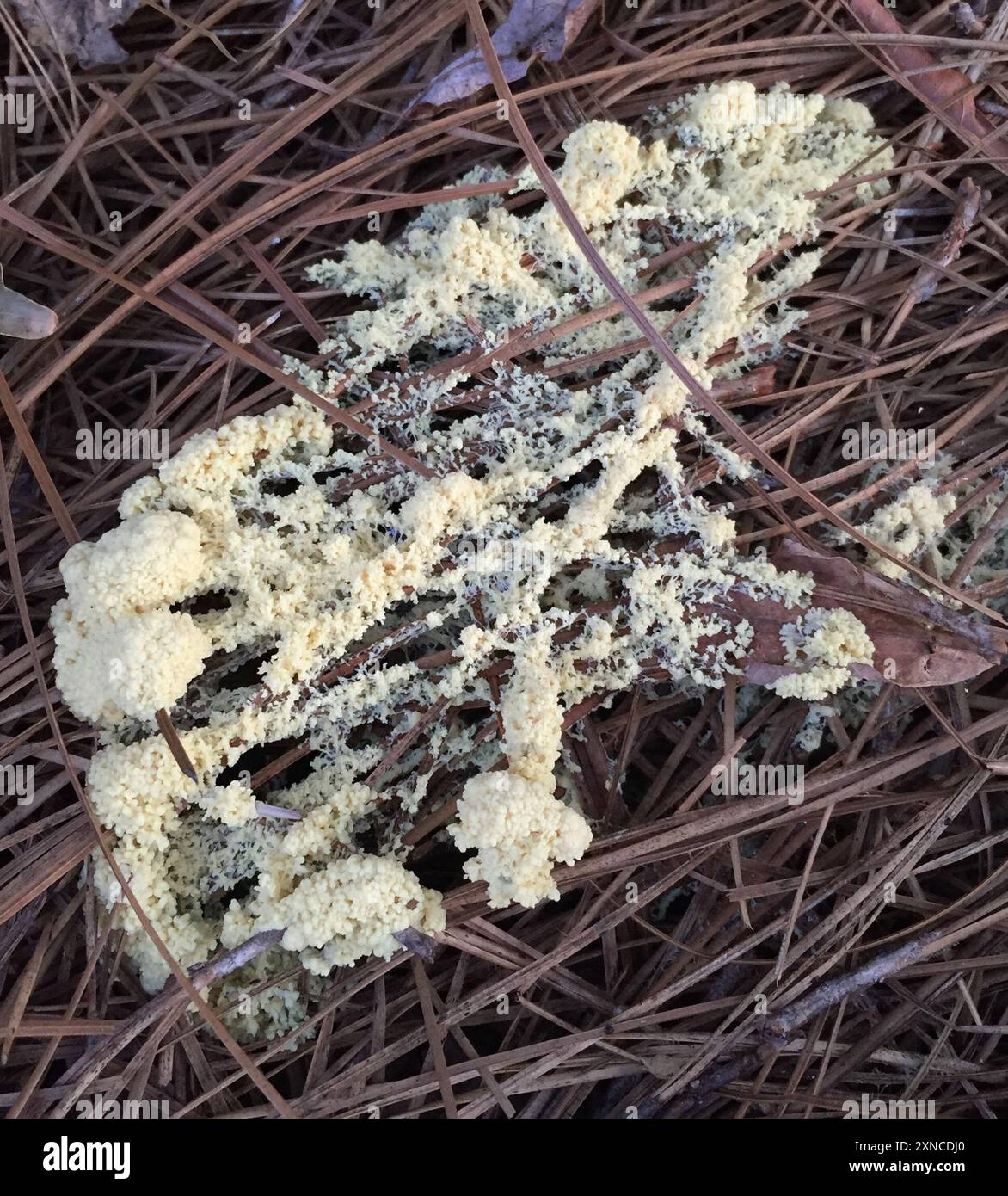 Dog Vomit Slime Mold (Fuligo septica) Protozoa Stock Photo - Alamy