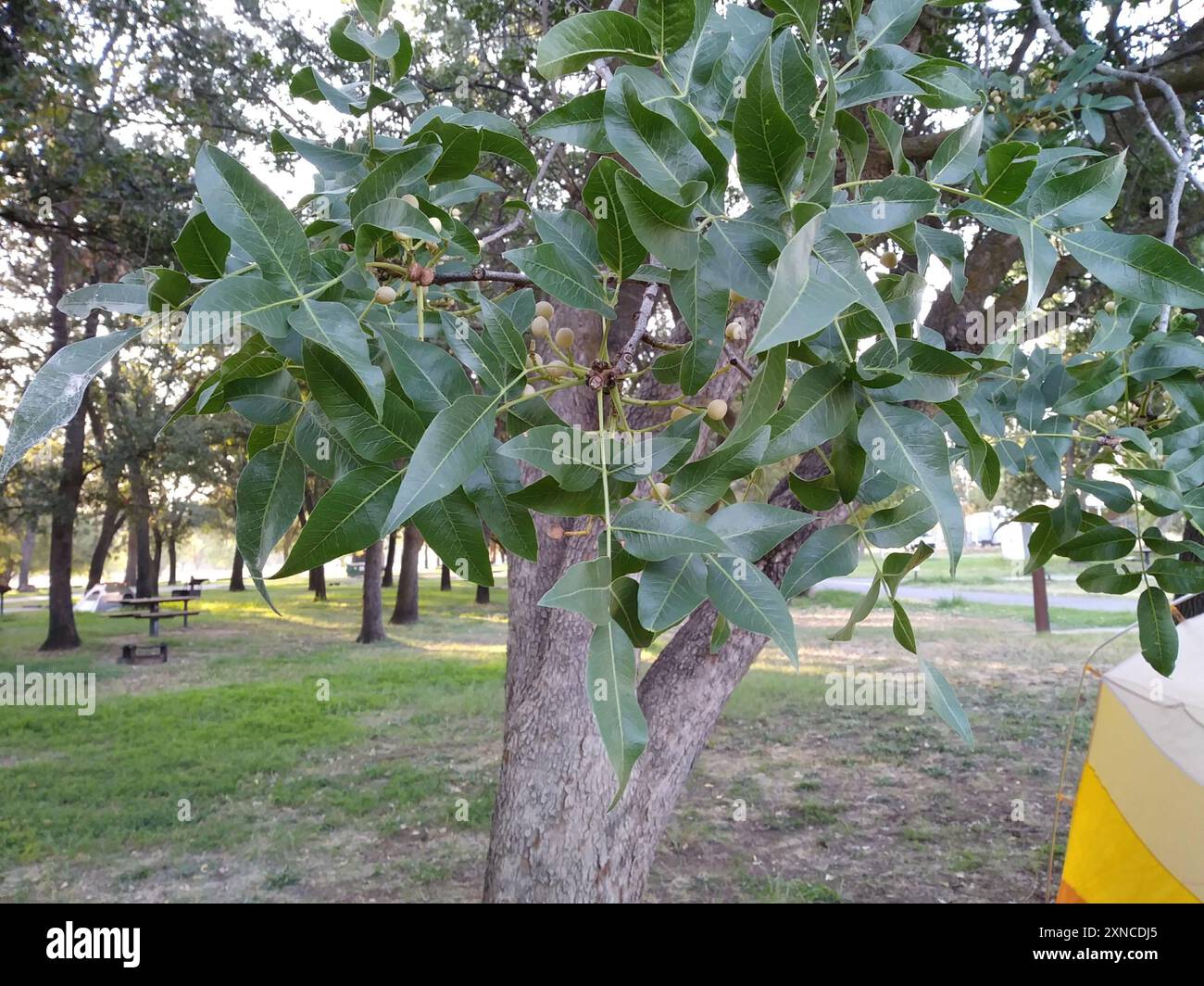 Mount Atlas mastic tree (Pistacia atlantica) Plantae Stock Photo - Alamy