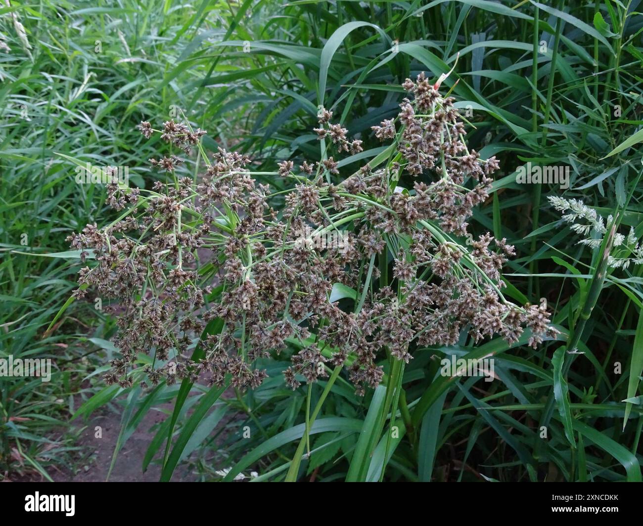 Panicled Bulrush (Scirpus microcarpus) Plantae Stock Photo - Alamy