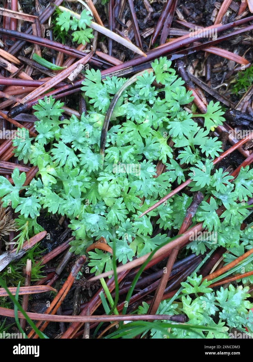 Field Parsley Piert (Alchemilla arvensis) Plantae Stock Photo - Alamy