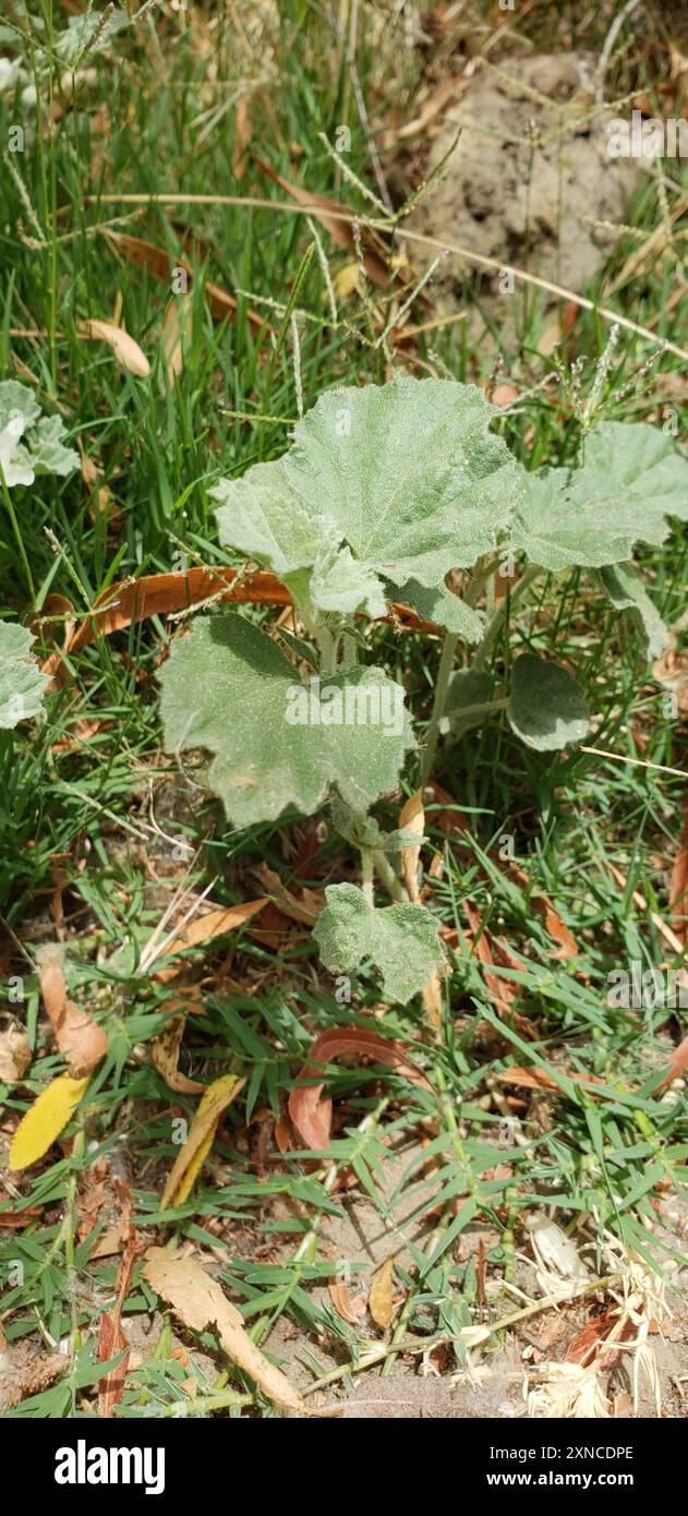Alkali mallow malvella leprosa hi-res stock photography and images - Alamy