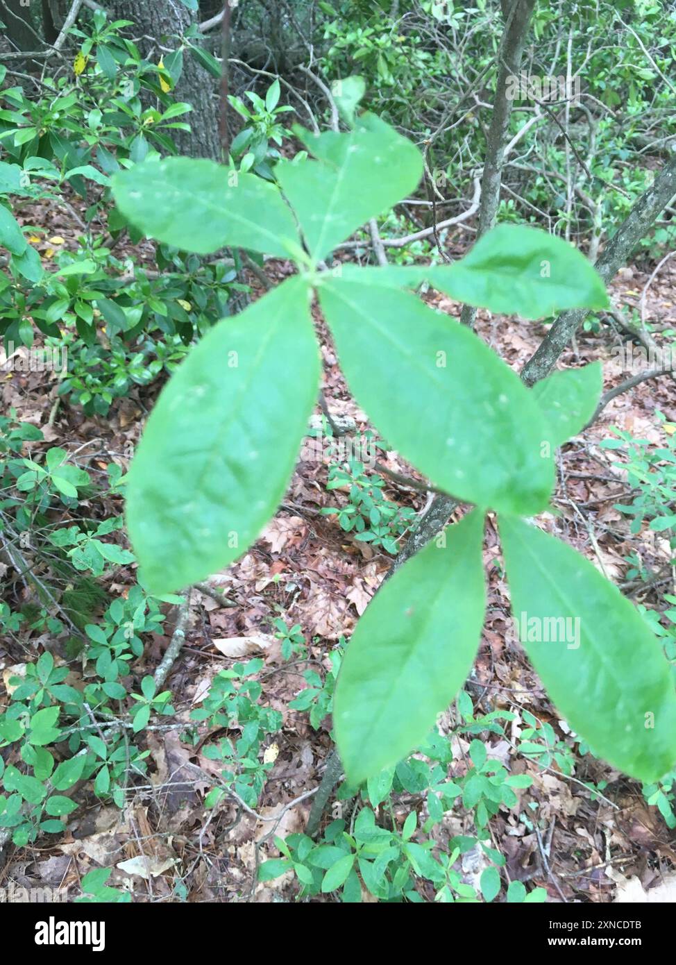 Pinxter Flower (Rhododendron periclymenoides) Plantae Stock Photo - Alamy