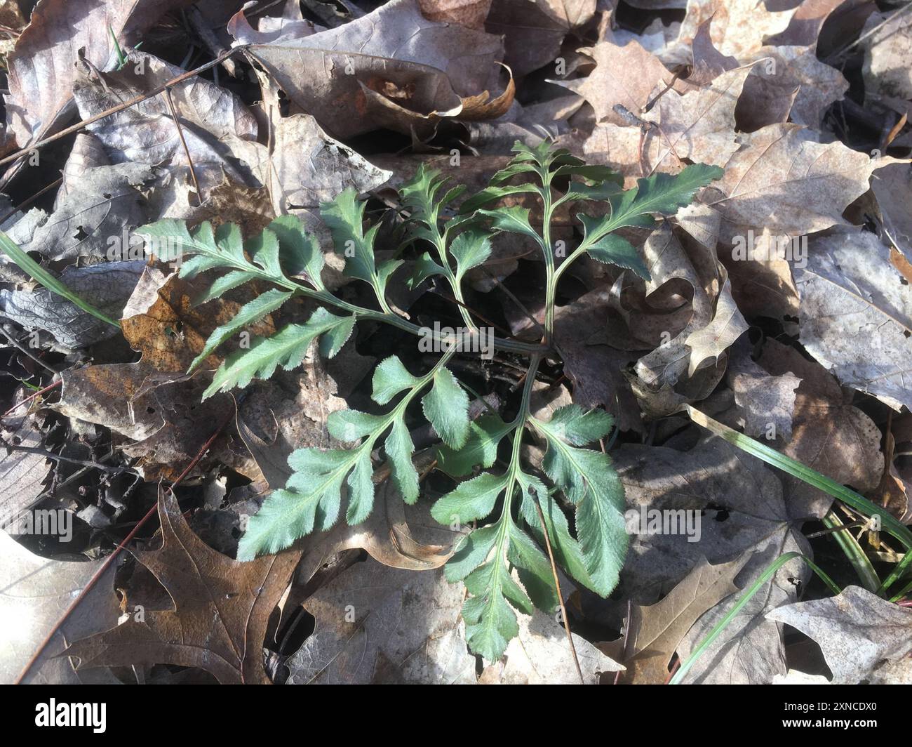 Cutleaf Grapefern (Sceptridium dissectum) Plantae Stock Photo - Alamy