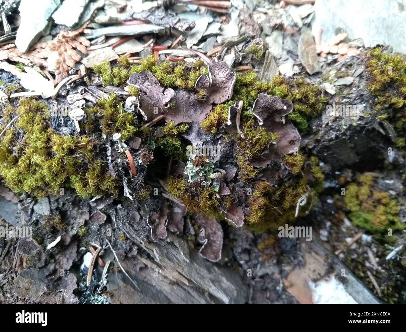 scaly pelt lichen (Peltigera lepidophora) Fungi Stock Photo - Alamy