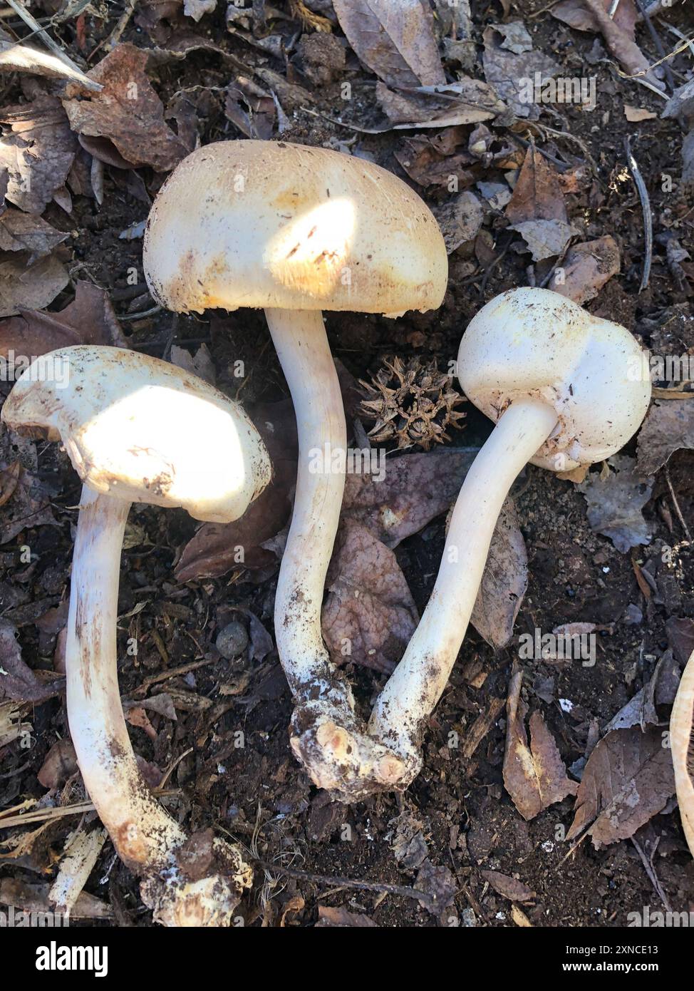 Yellow Stainer (Agaricus xanthodermus) Fungi Stock Photo - Alamy