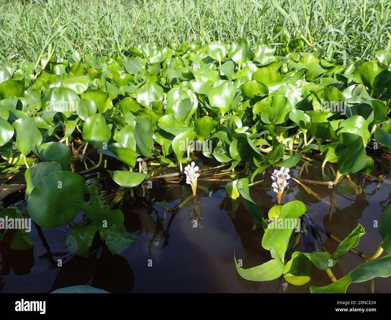 anchored water hyacinth (Pontederia azurea) Plantae Stock Photo - Alamy